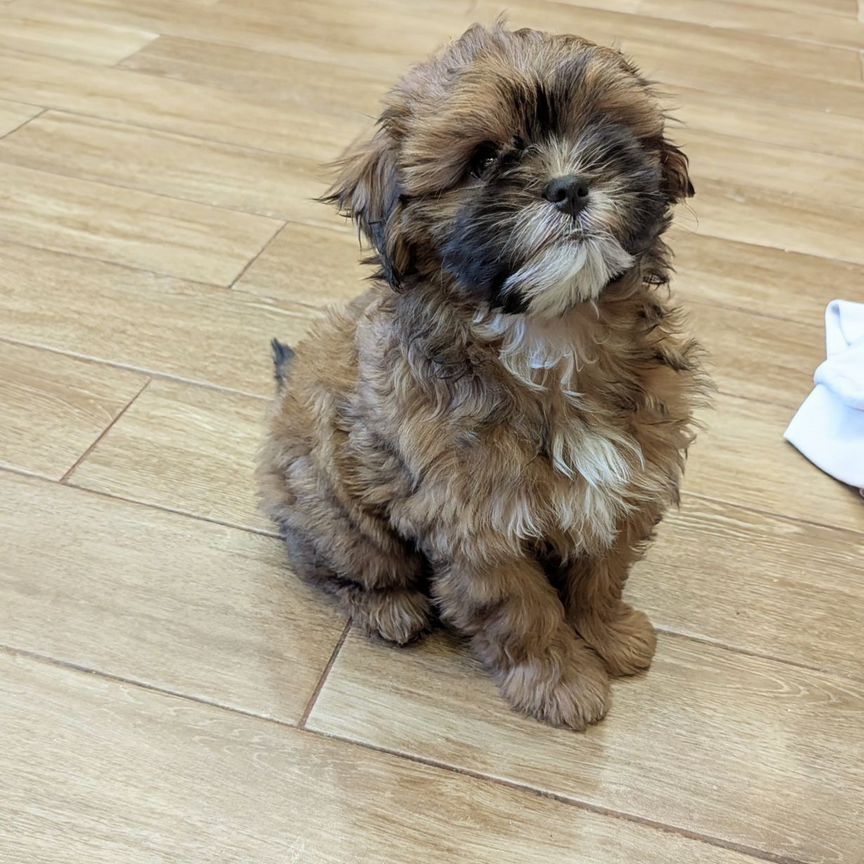 Мальтипу мальчик