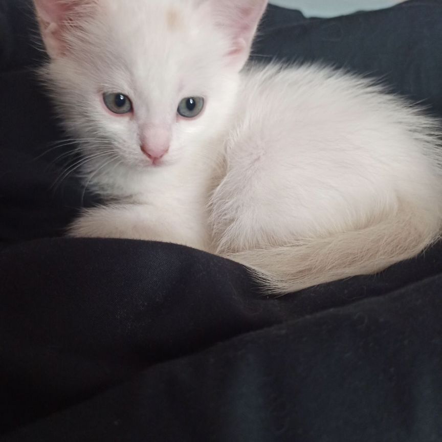 Котенок