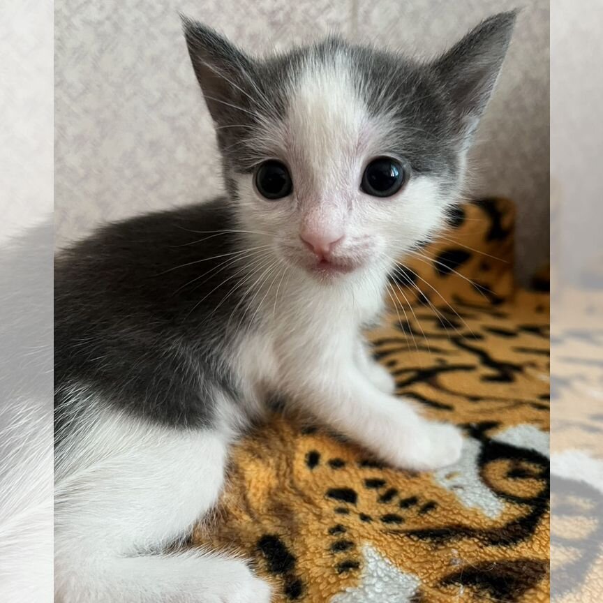 Мейн-кун котёнок