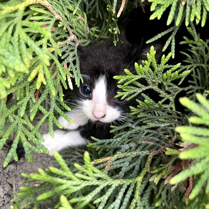 Котята черно белые мальчики