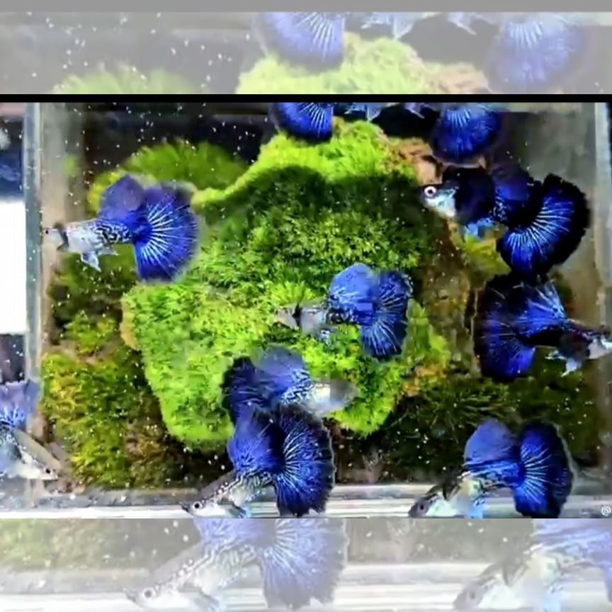 Гуппи Пурпурный Дракон Дамбо Риббон