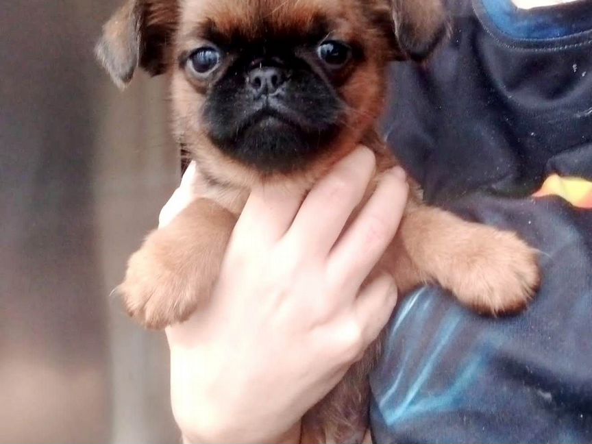 Пти брабансон рыжий мальчик