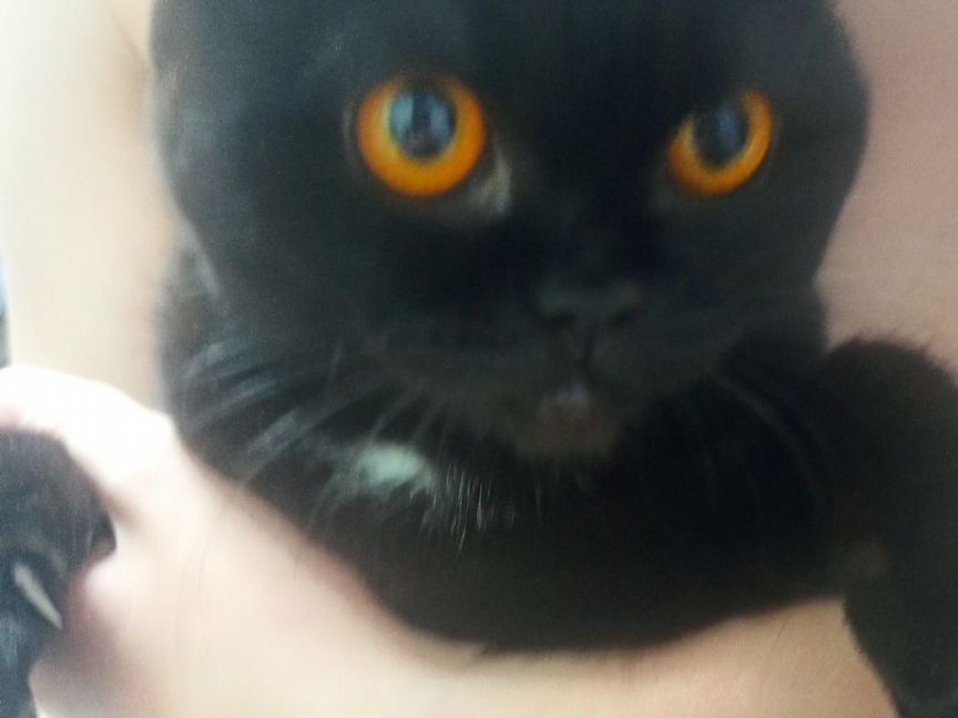 Шотландская вислоухая кошка бесплатно