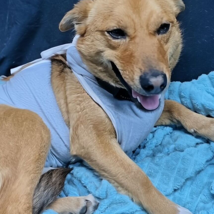 Взрослая собака в добрые руки