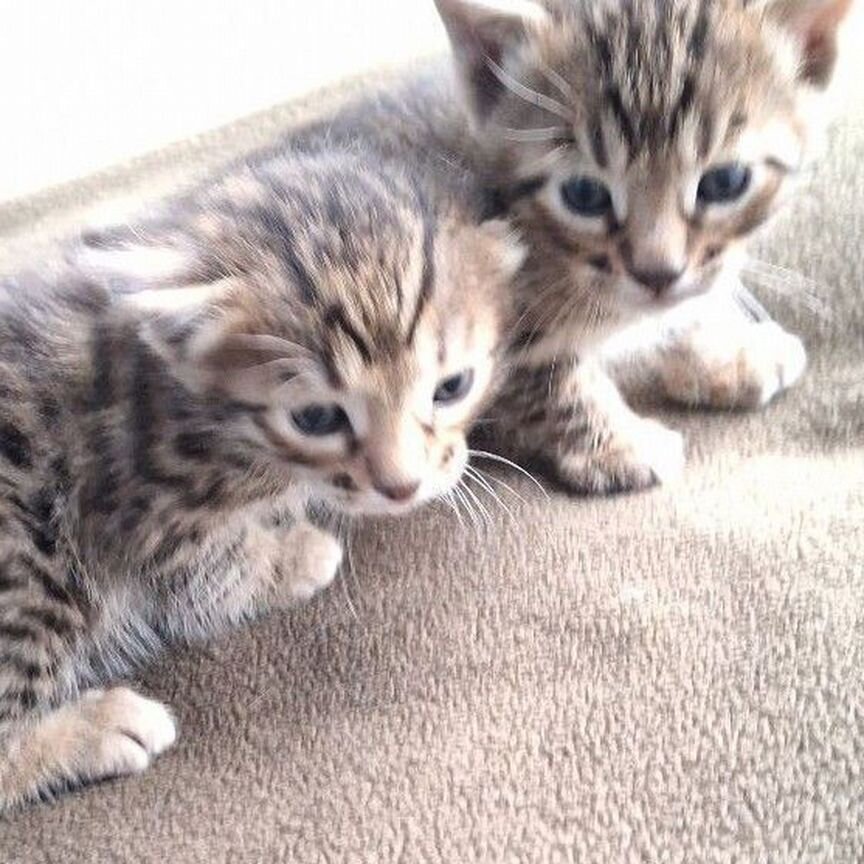 Котёнок от частного владельца