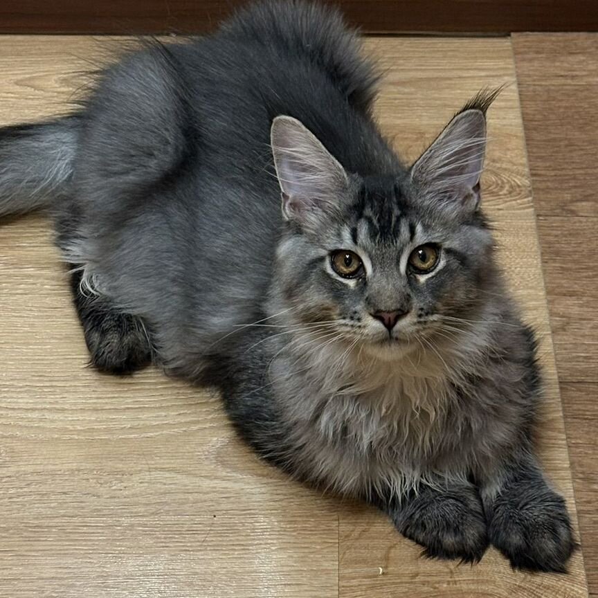 Мейн-кун котёнок