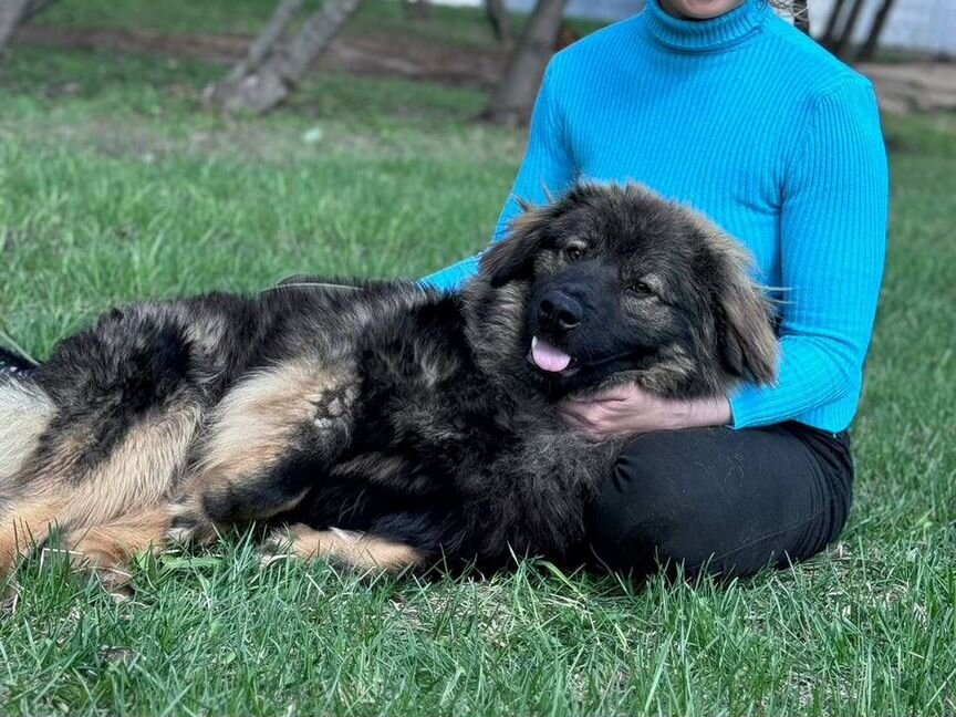 Красивый и ласковый Пушок ищет дом