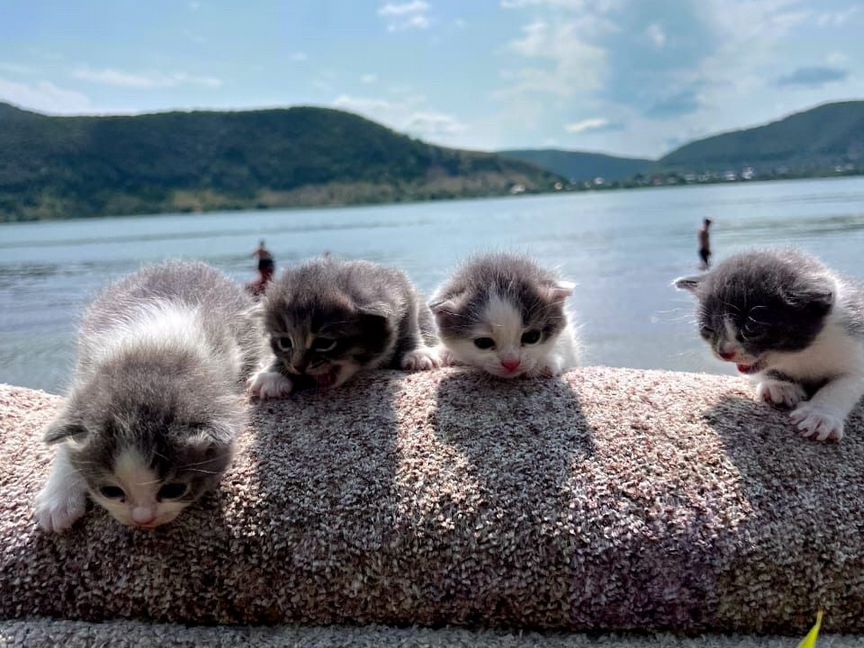 Котята в добрые руки