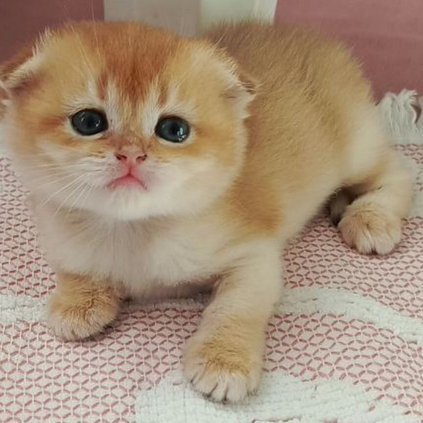 Шотландский вислоухий короткошёрстный котёнок