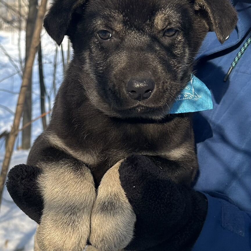 Щенок в добрые руки