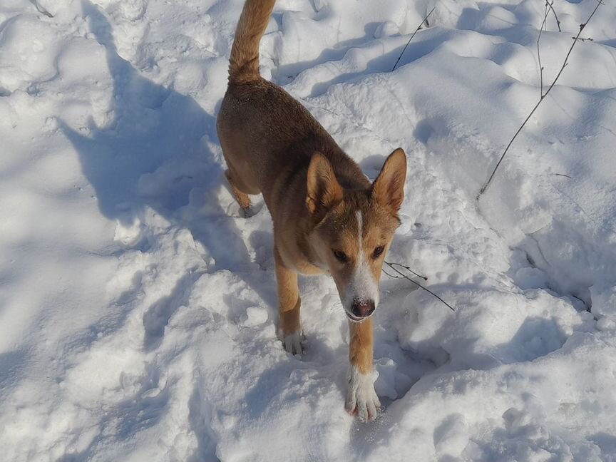 Щенок в добрые руки