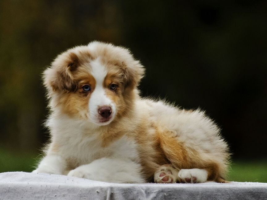 Миниатюрная американская овчарка - мальчик