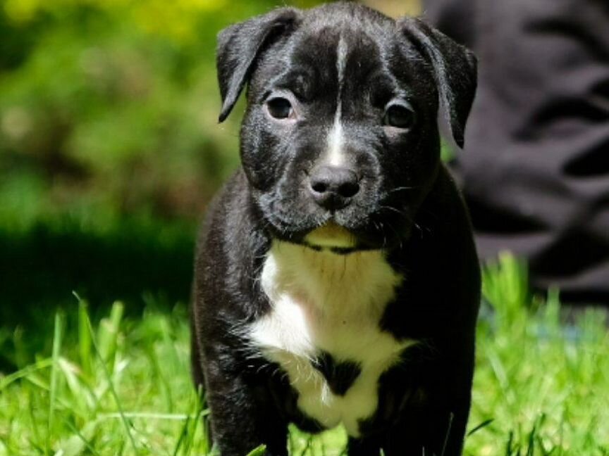 Уголёчек стаффик