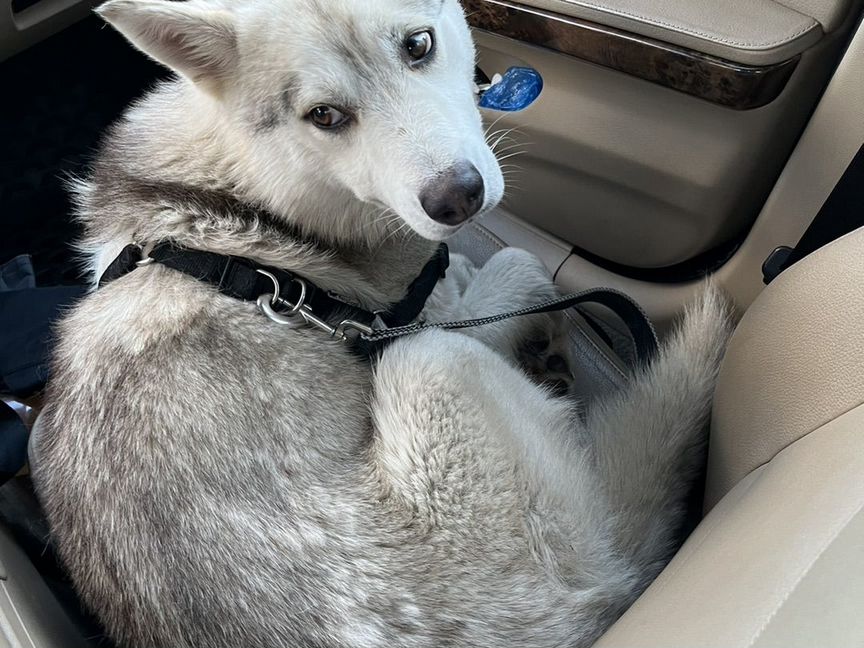 Собака в добрые руки