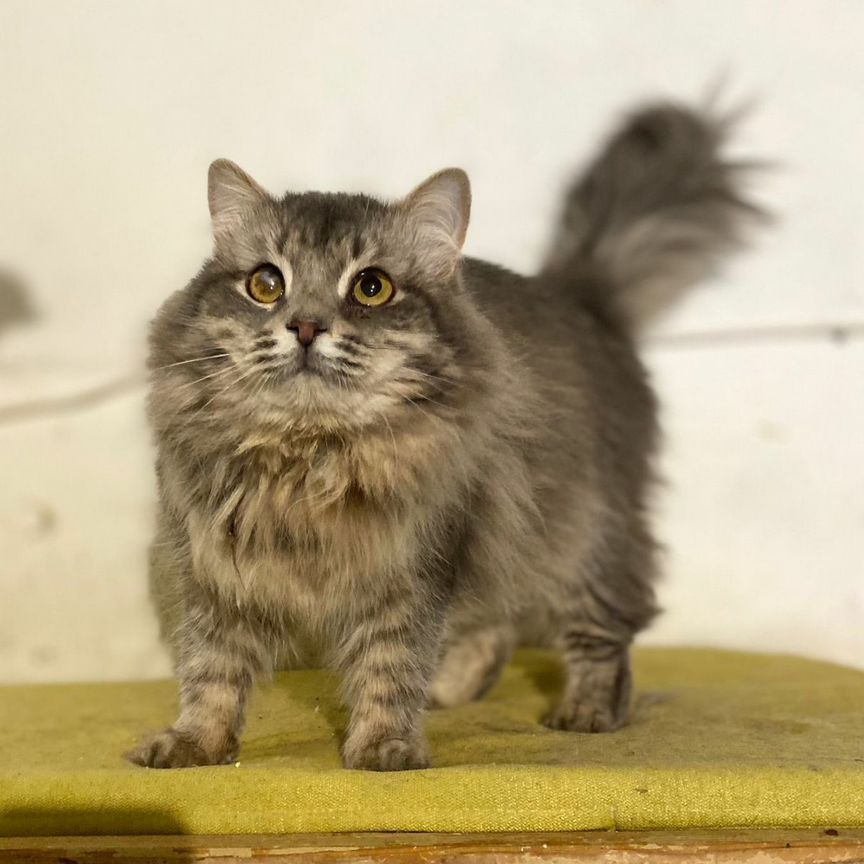 Котик в добрые руки