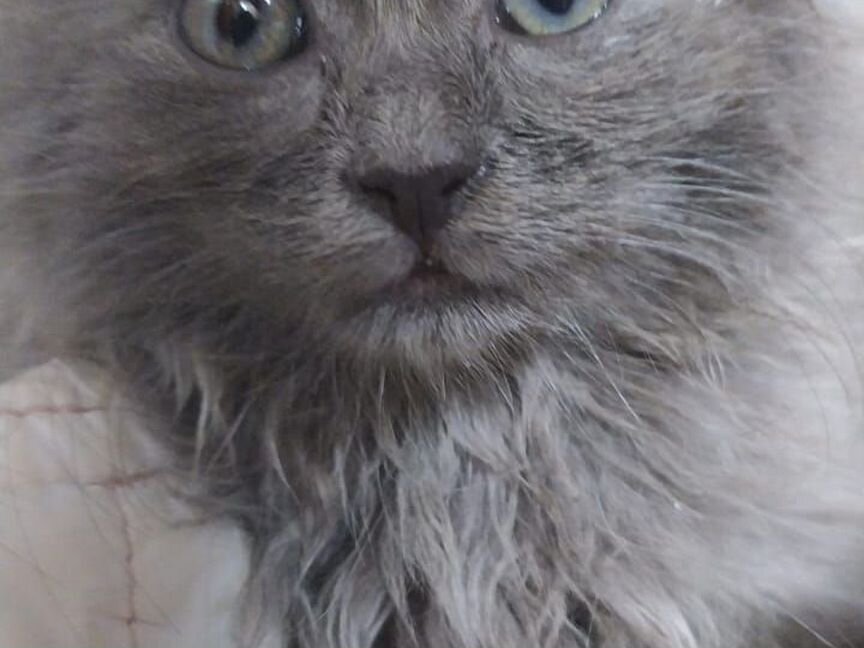 Котик 1 месяц