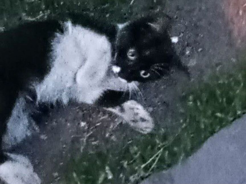 Котенок в опасности, залезает на колеса машин