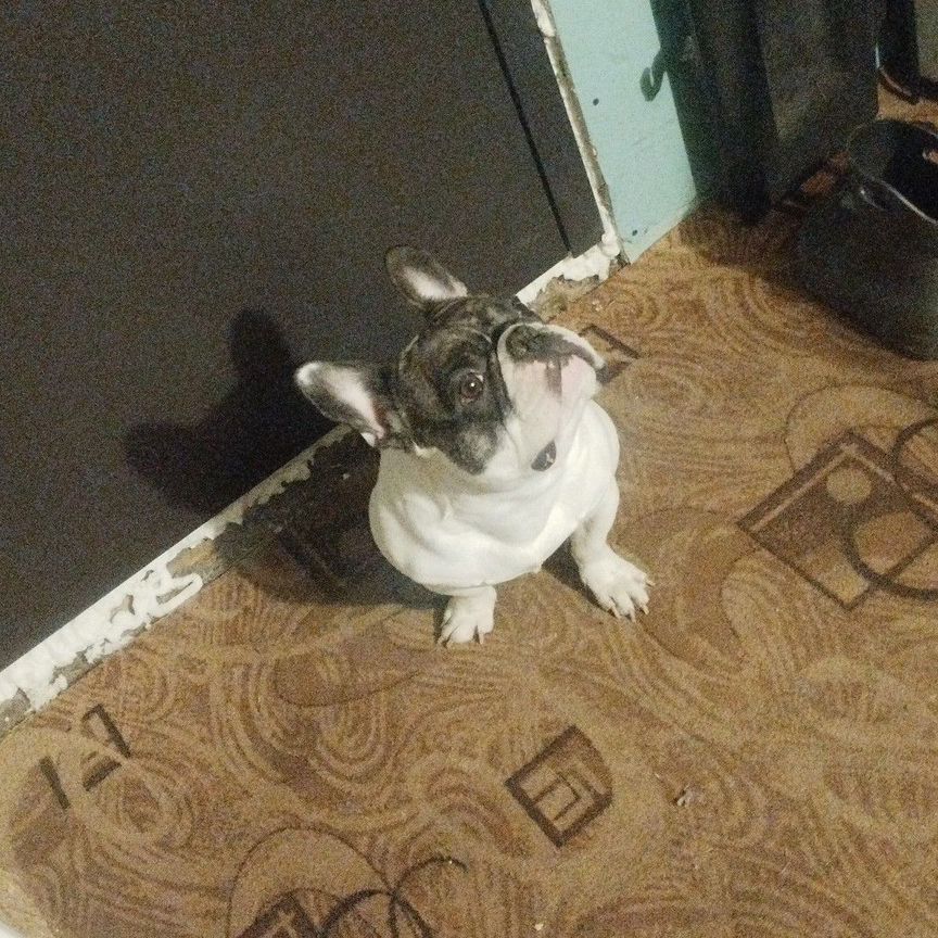 Французский бульдог чистокровный 2.5 года