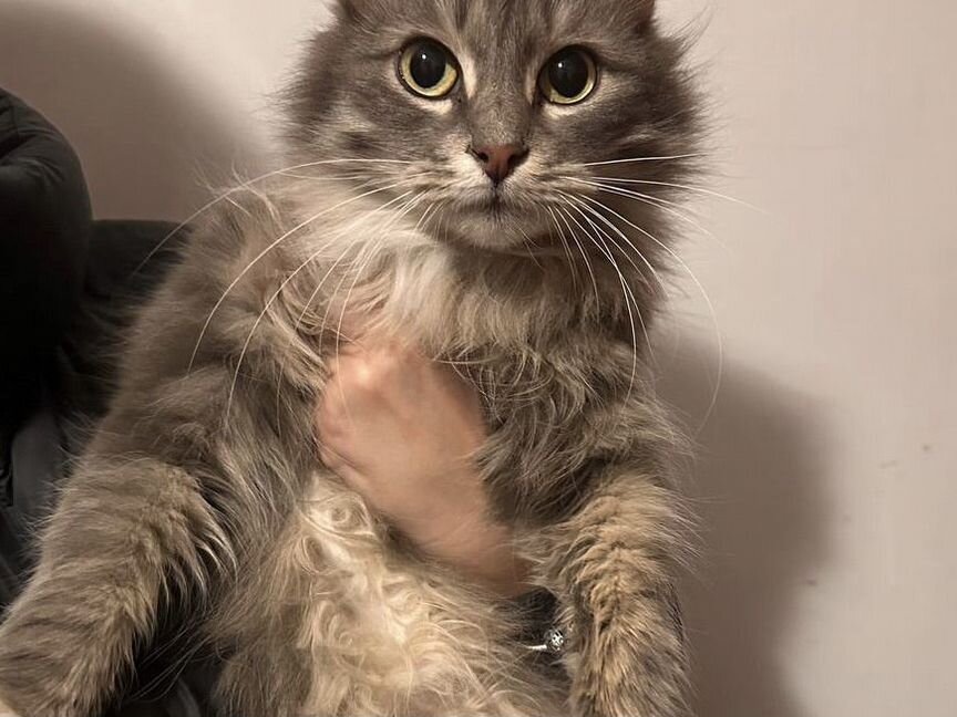 Кошка