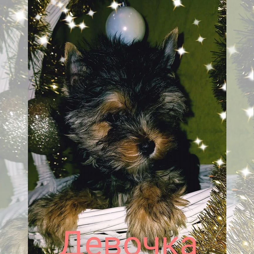 Йоркширский терьер, щенок