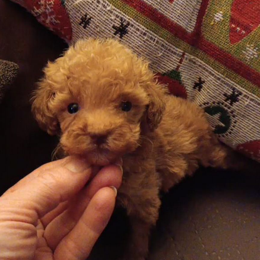 Той-пудель, щенок