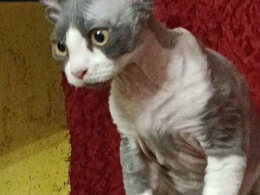 Котята девон-рекс