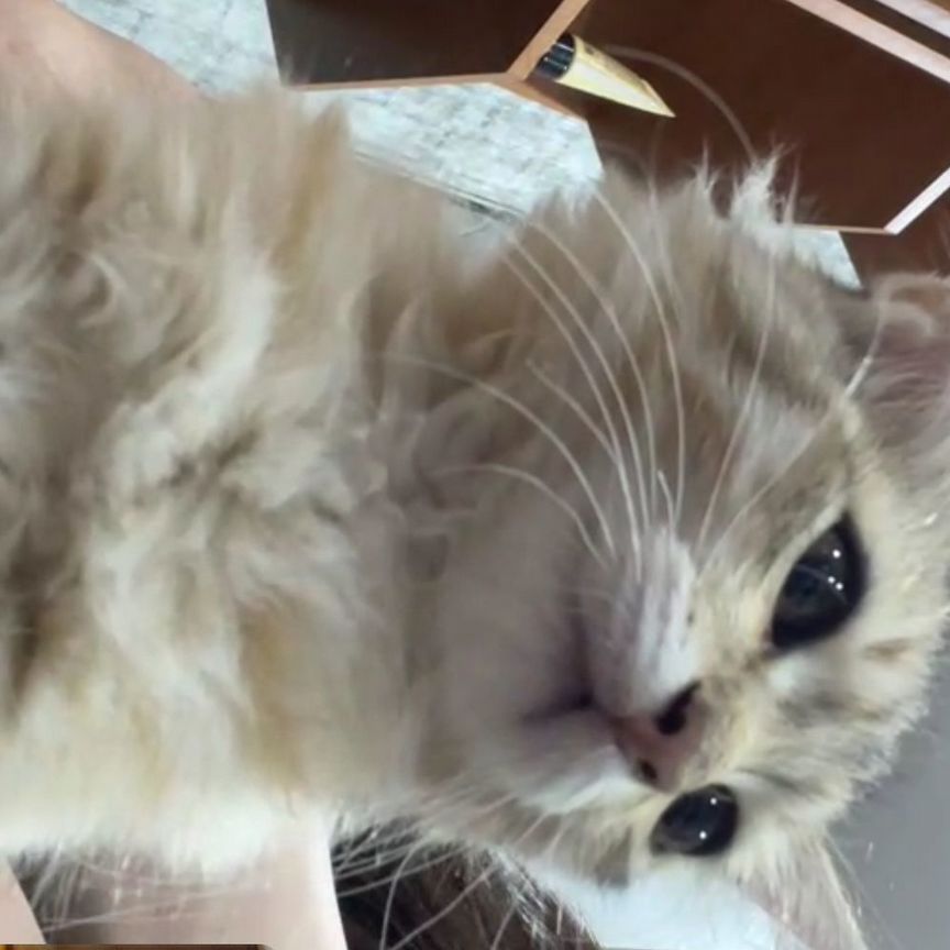 Отдам в добрые руки катят