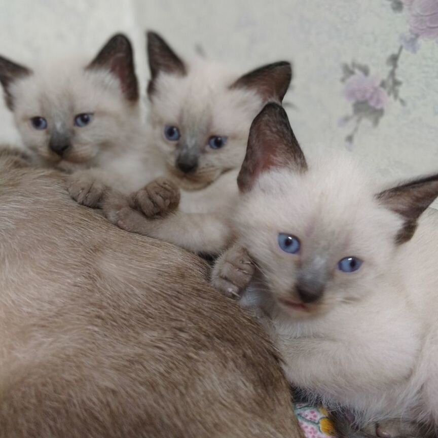 Тайские котята (сиамские)