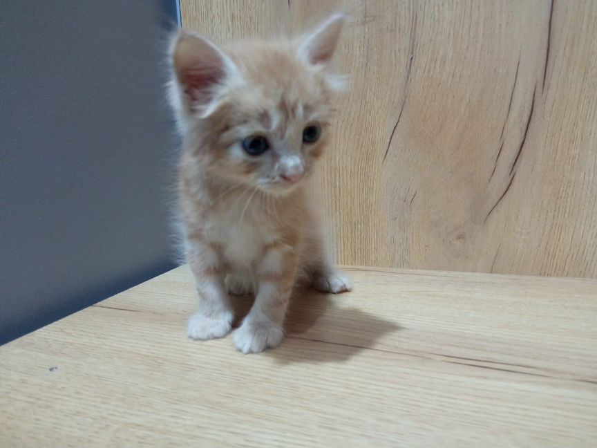 Котята в хорошие руки