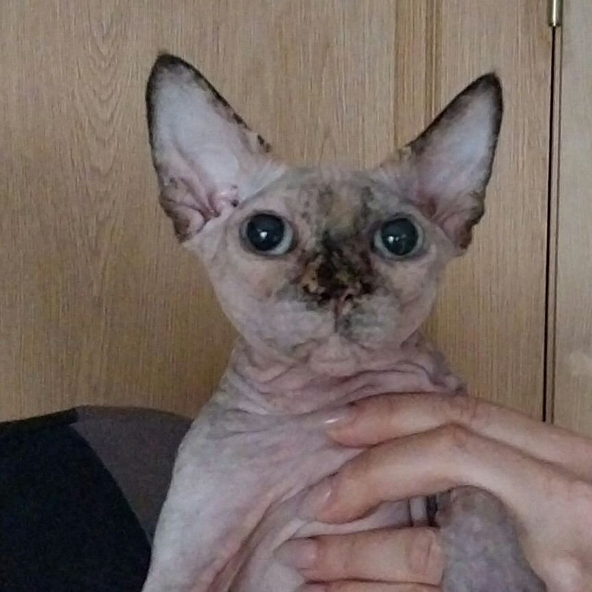 Кошечка канадский сфинкс