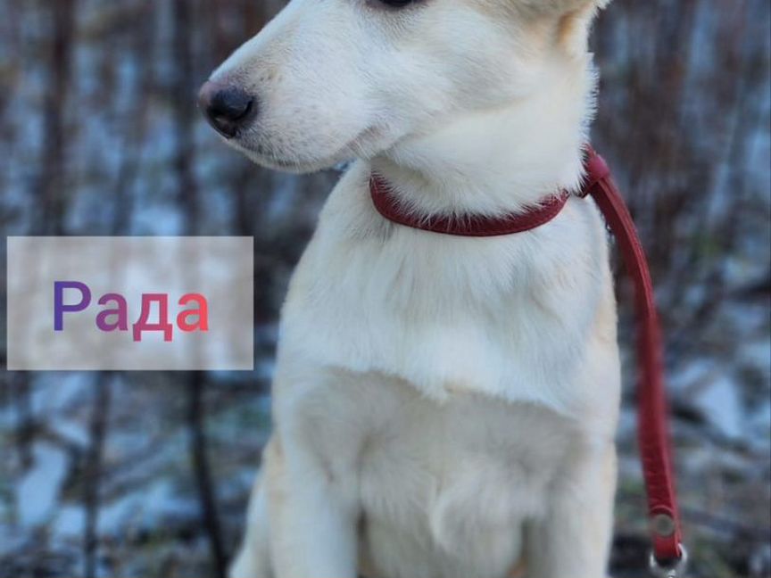 Щенок девочка