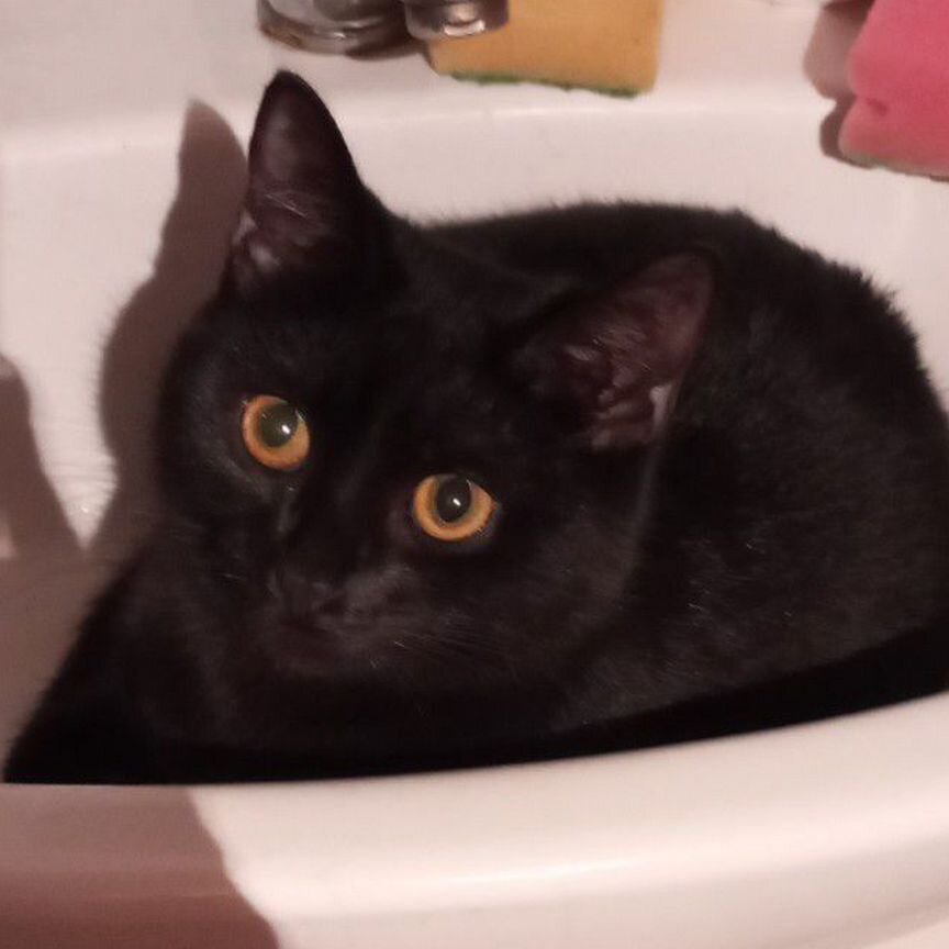 Взрослая, кошка в добрые руки