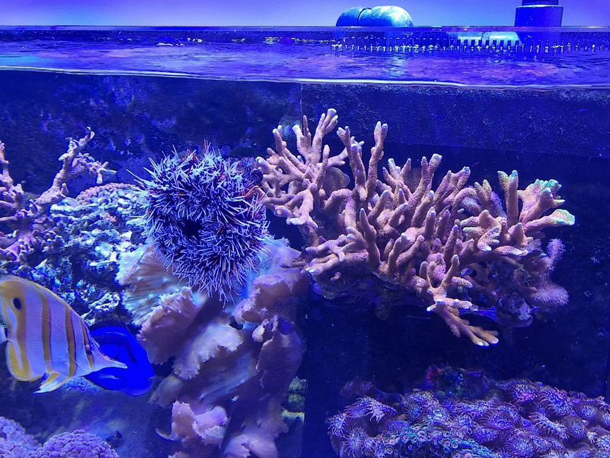 Коралл красные пожары большая колония