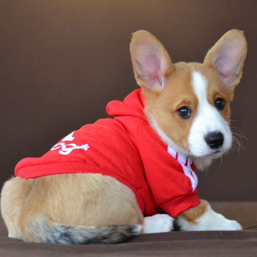 Щенок корги кардиган