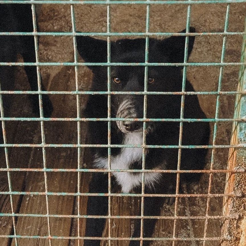 Взрослая собака в добрые руки