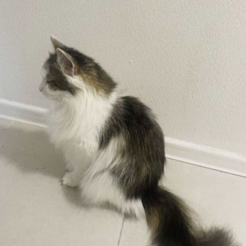 Отдам в дар кошечку