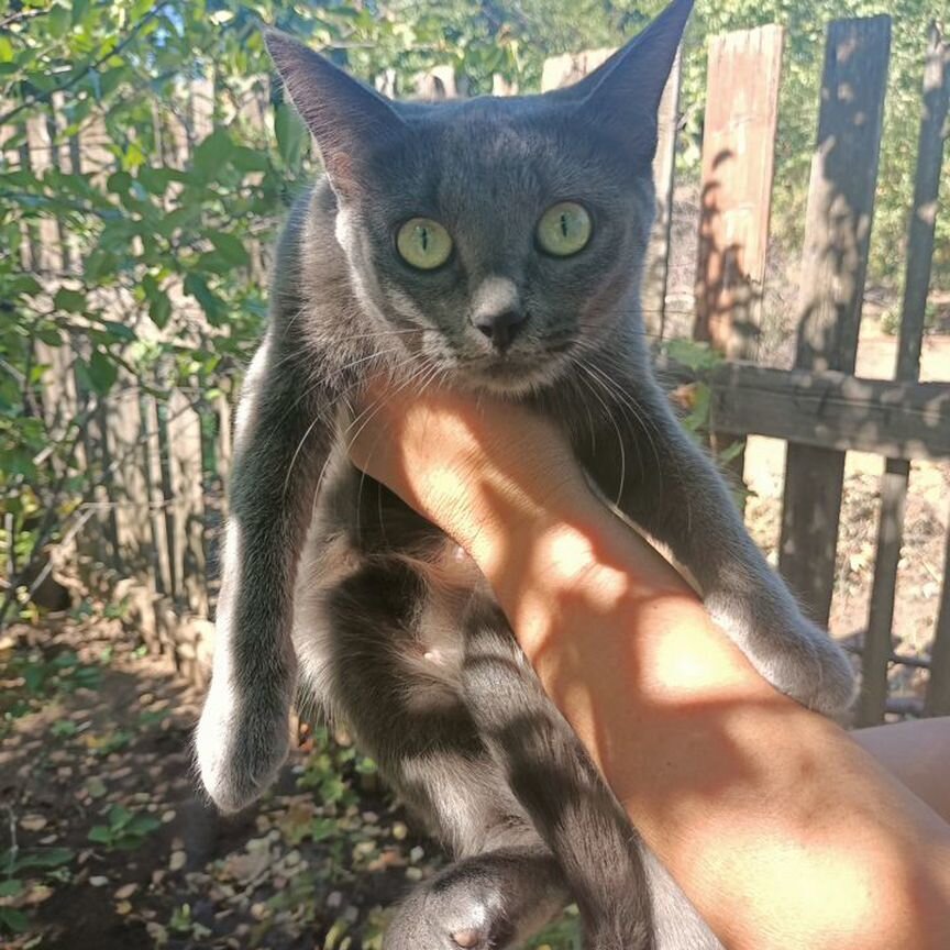 Кошка зеленоглазая красавица