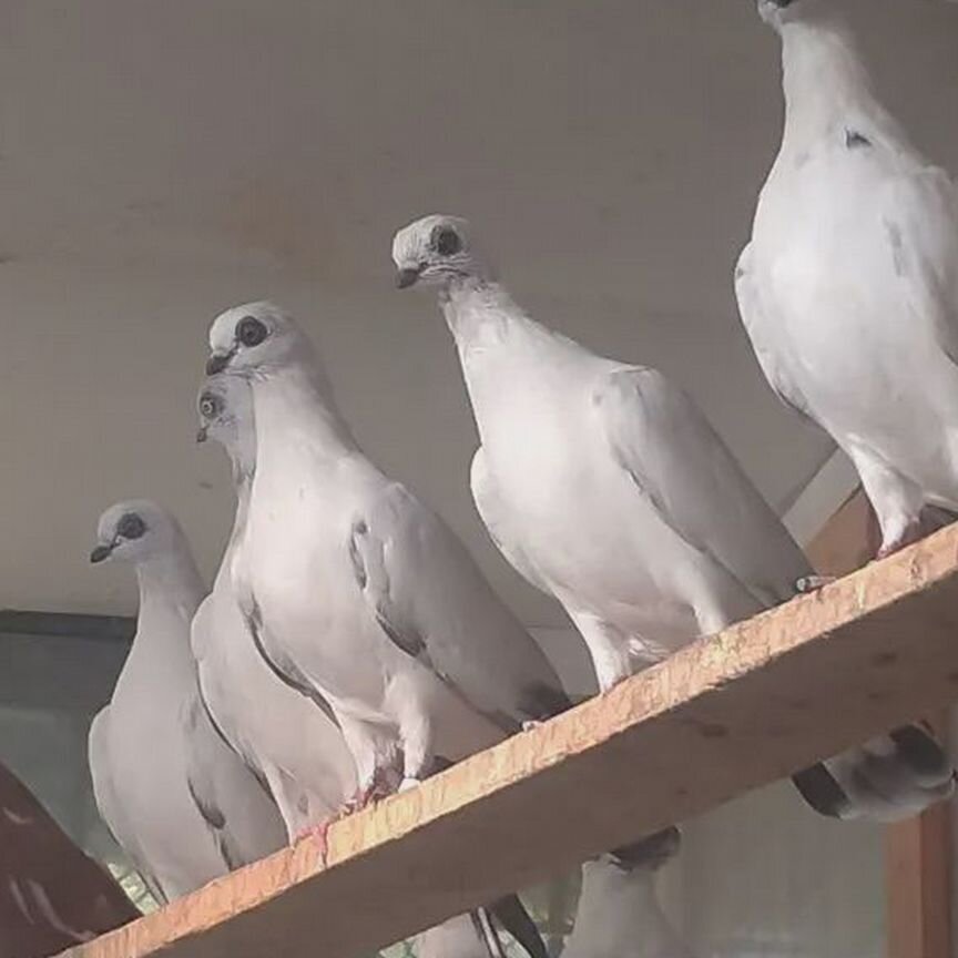 Венские голуби