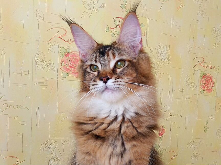 Мейн-кун настоящие котята