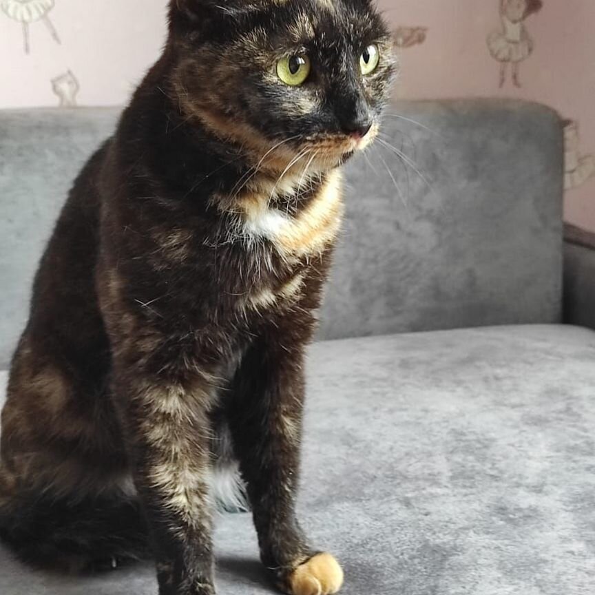 Кошки в добрые руки