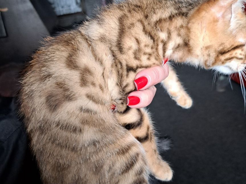 Бенгальские котята