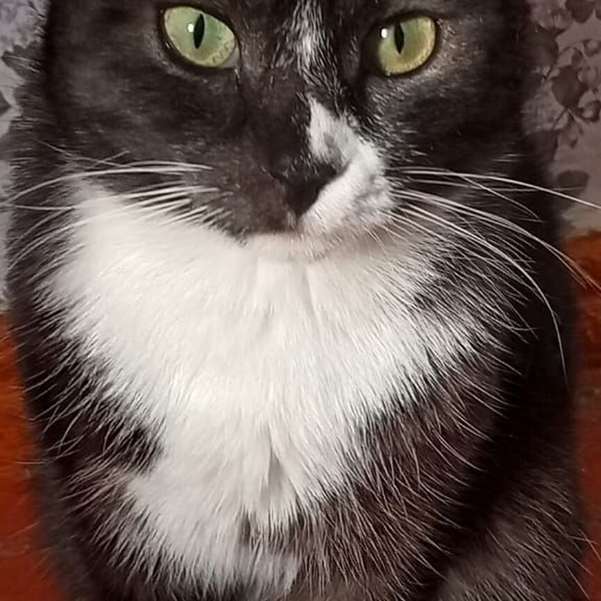 Котик в добрые руки