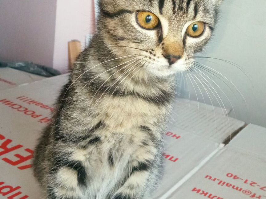 Кошечка камышовая