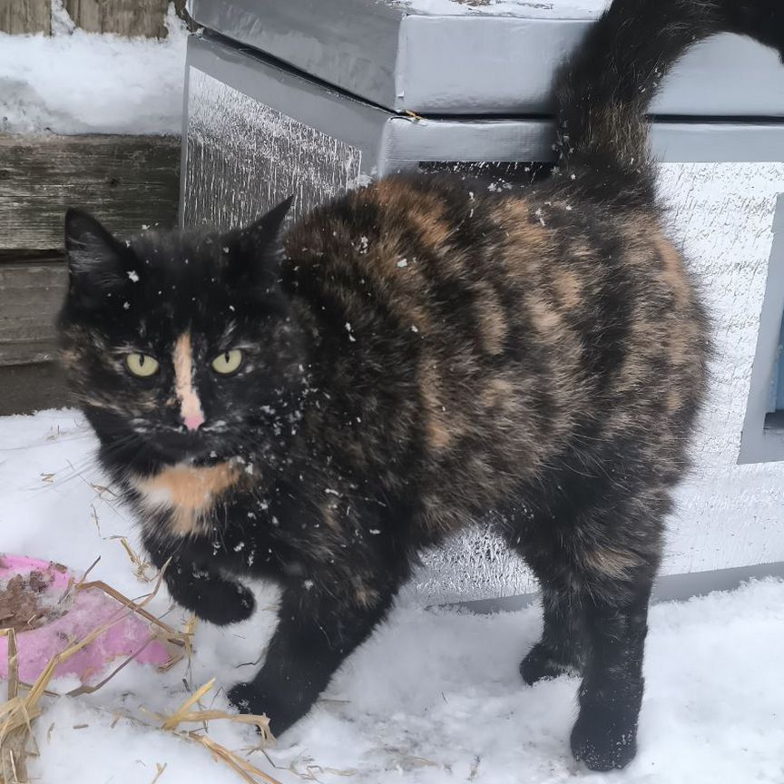 Взрослая, кошка в добрые руки