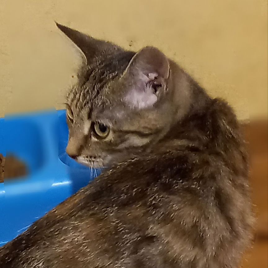 Котенок девочка