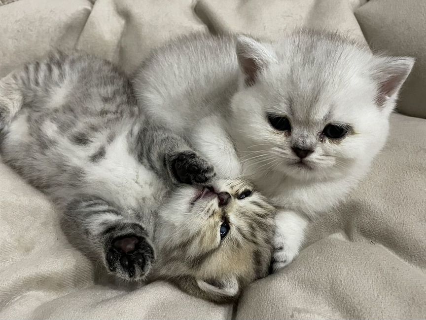 Британские котята шиншилла