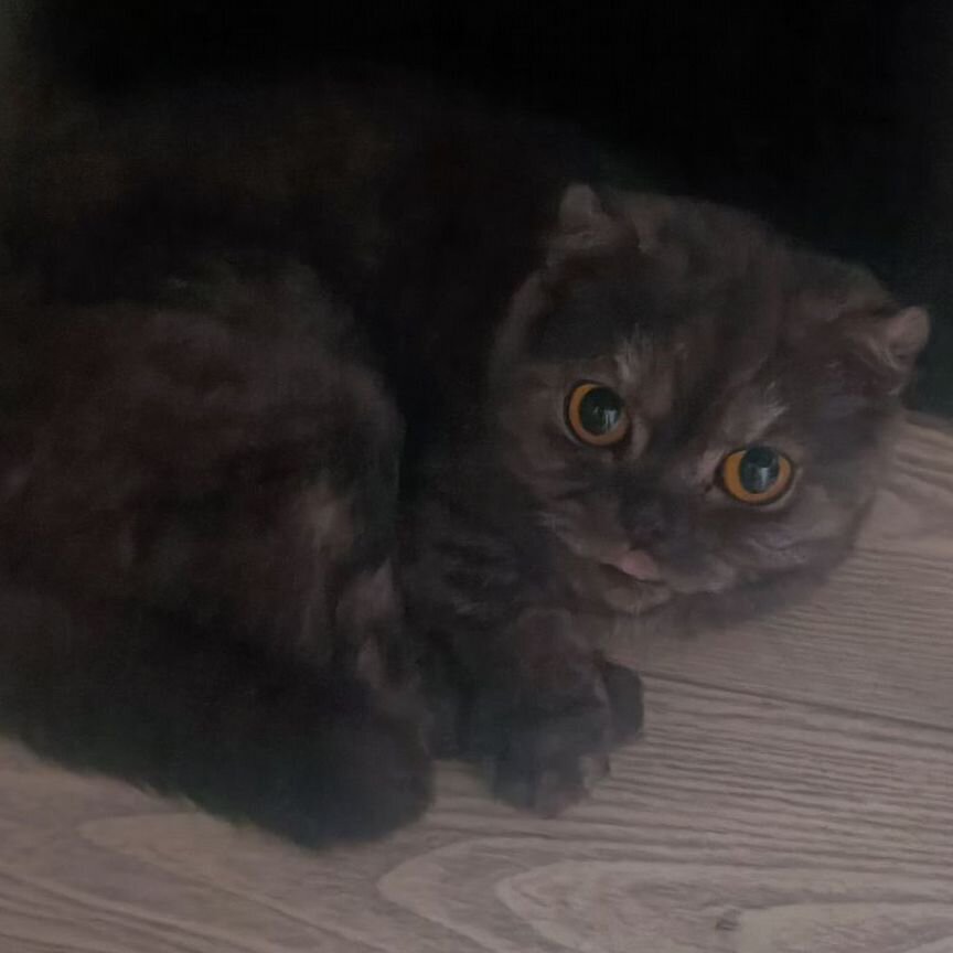 Шотландские вислоухая кошка
