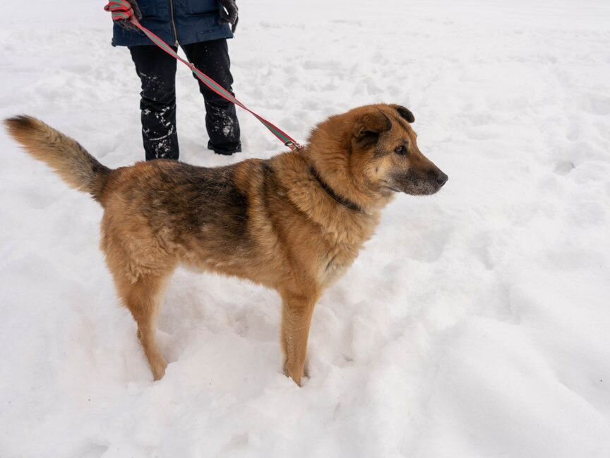 Собака метис в добрые руки