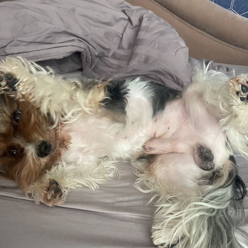 Пёс хочет размножиться