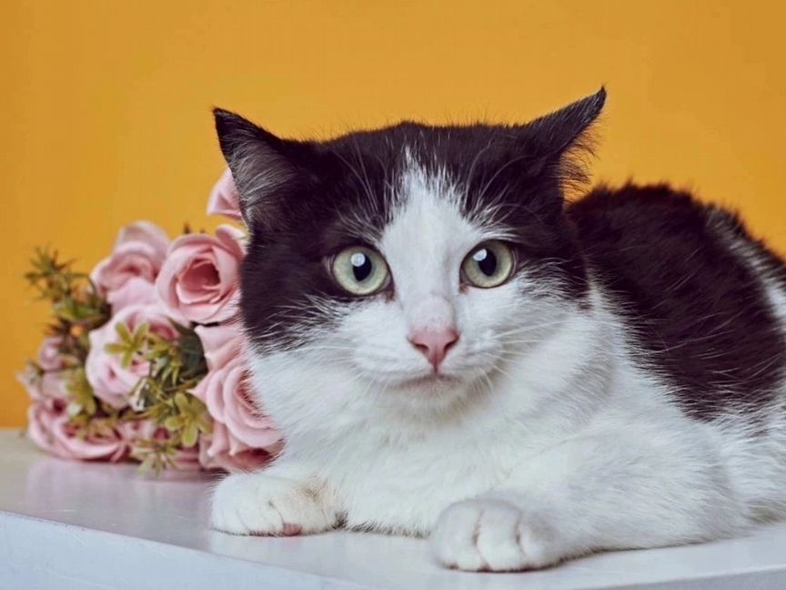 Котенок подросток